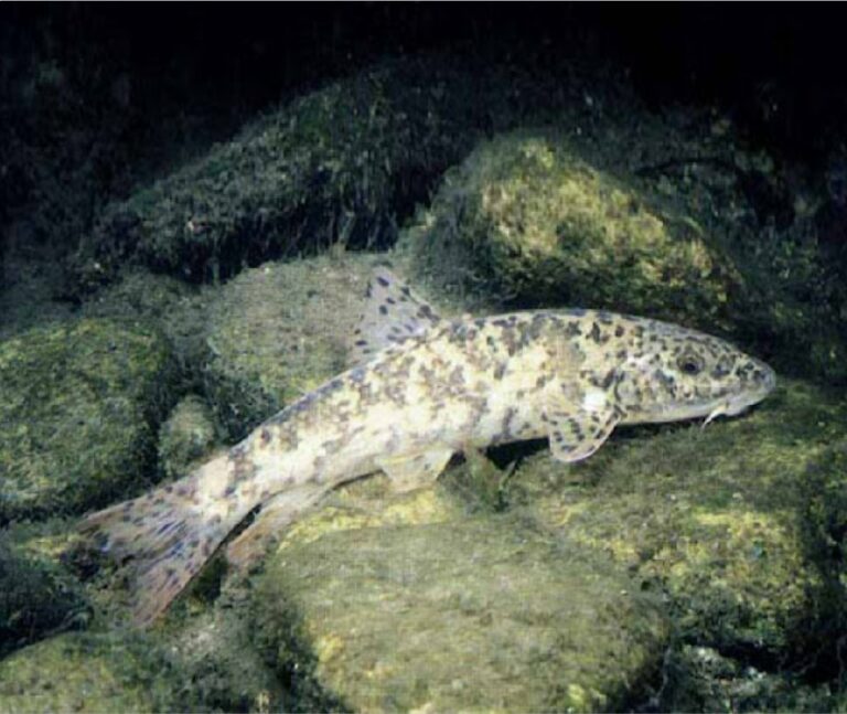 BARBO CANINO - Lengua Medra