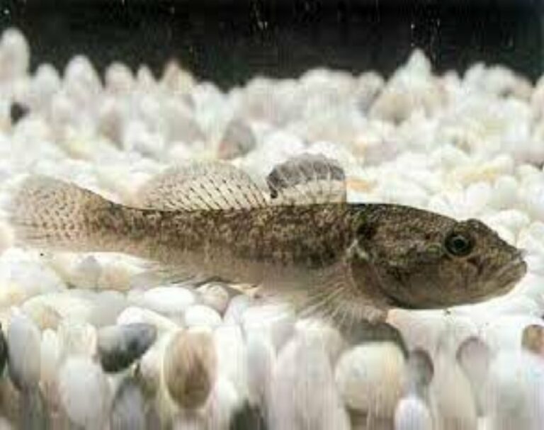 GHIOZZO - Lengua Medra