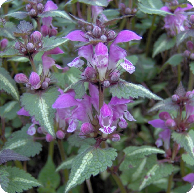 LAMIO MACCHIATO - Lengua Medra