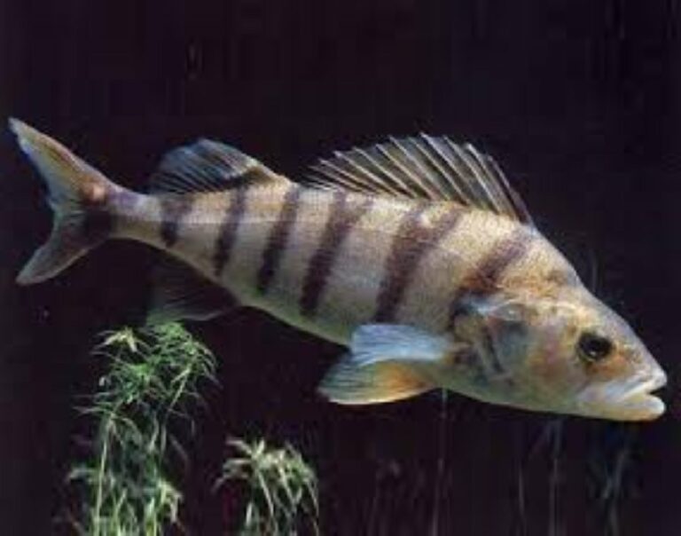 PERSICO REALE - Lengua Medra