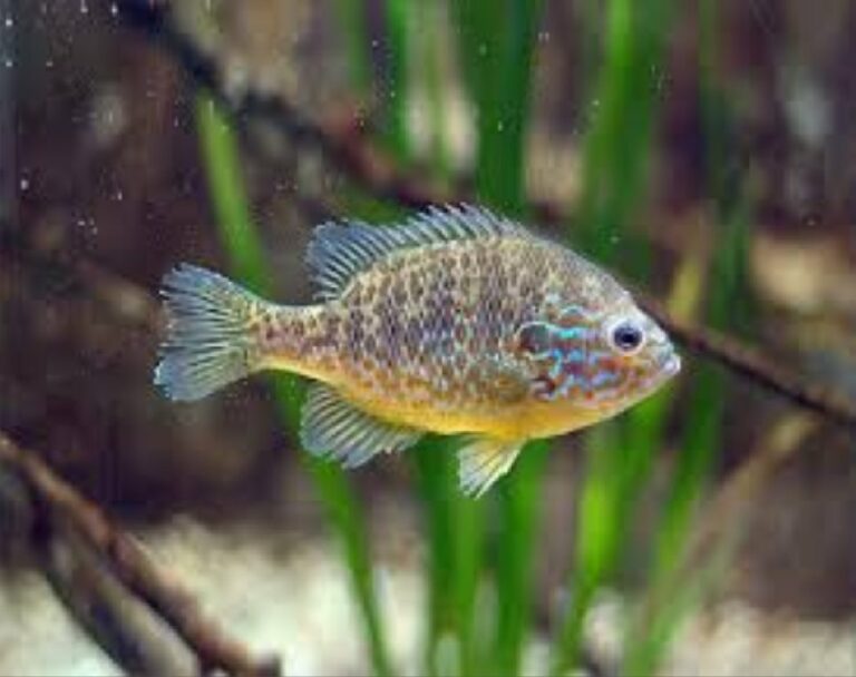 PERSICO SOLE - Lengua Medra