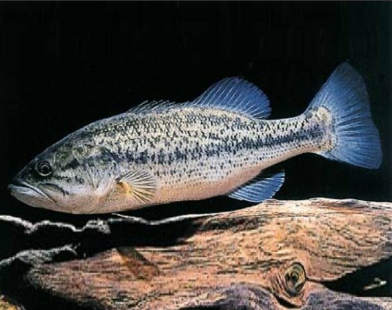 PERSICO TROTA - Lengua Medra