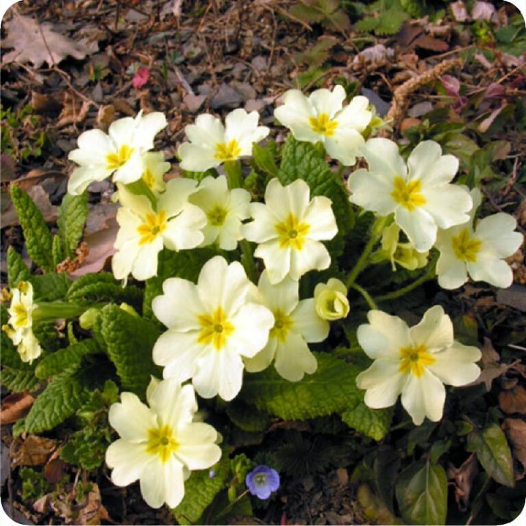 PRIMULA - Lengua Medra